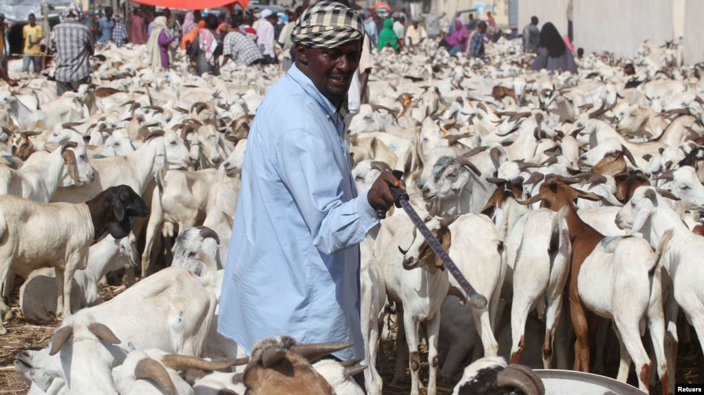 Somaliland Oo Bilowday Dhoofinta Xoolaha Ee Imaaraadka Carabta ...