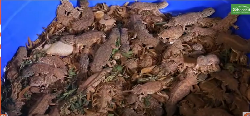 Ciidanka Booliska Somaliland Oo Gacanta Ku Dhigay Caasho Badhi Si ...